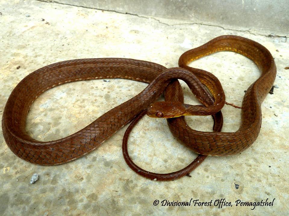 Stoliczka's Asian Cat Snake from Pemagatshel, Pemagatsel, Bhutan on ...