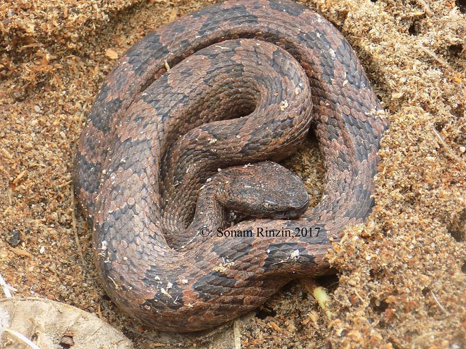 Chinese Mountain Pit Viper from Unnamed Road, Bhutan on June 29, 2017 ...