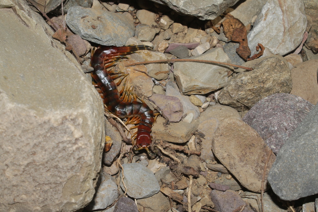 Galápagos centipede from HFF5+FF6, Hacienda Mayascón 14340, Perú on ...