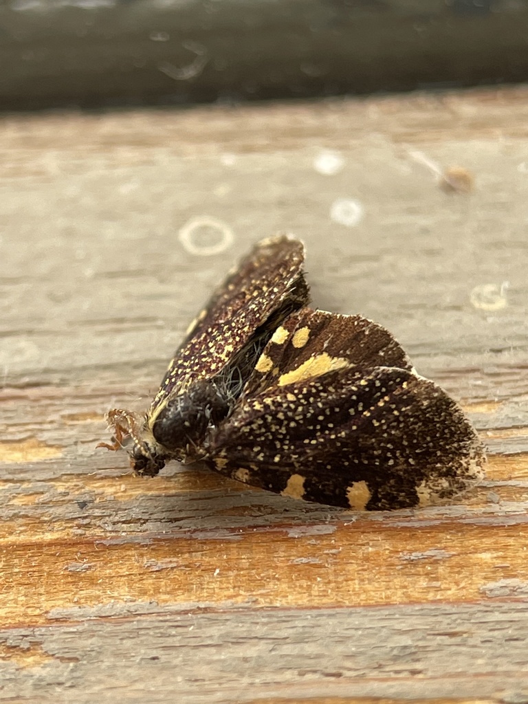 Australian bag moth from Boundary Tk E, Frankston South, VIC, AU on ...