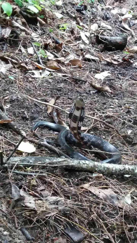 Big-eyed Bamboo Snake from Trashiyangtse, Bhutan on June 10, 2017 at 08 ...