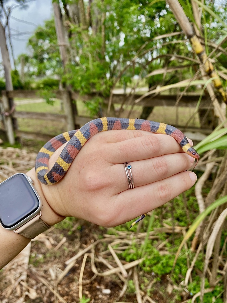 Scarlet Kingsnake from Myakka Rd, Sarasota, FL, US on April 5, 2022 at ...