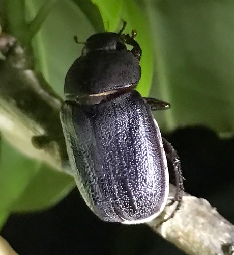 Sophrops cephalotes · iNaturalist