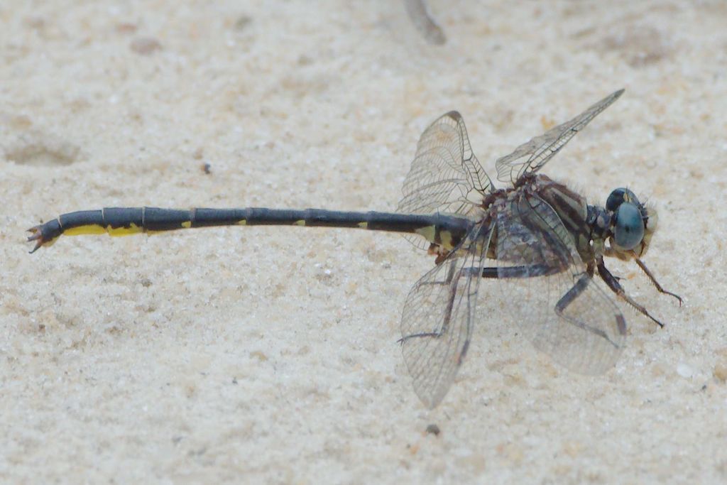Westfall's Clubtail in April 2022 by dvollmar · iNaturalist