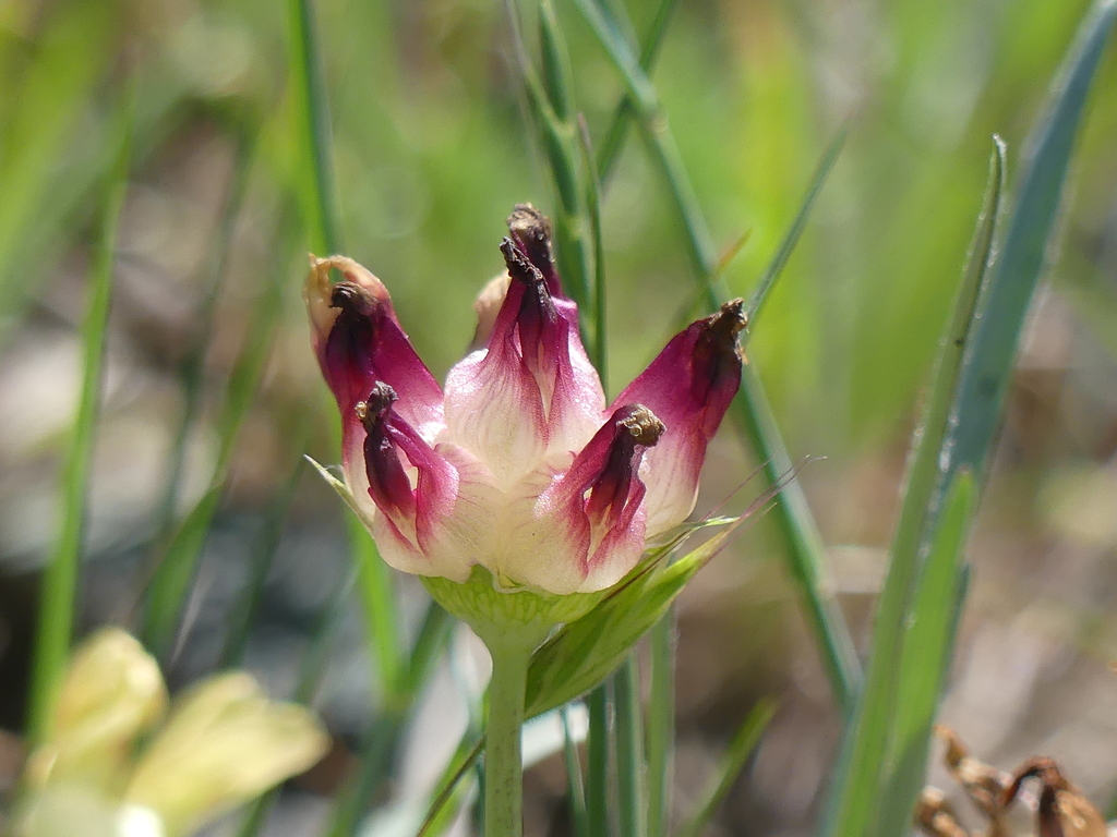 cowbag clover from Lake County, CA, USA on April 9, 2022 at 11:39 AM by ...