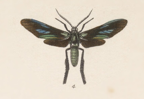 Macrocneme cinyras · iNaturalist