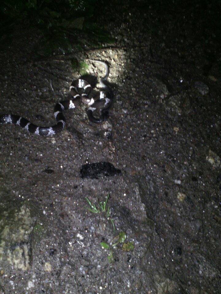 Northern Large-toothed Snake from Trashiyangtse, Bhutan on May 18, 2017 ...