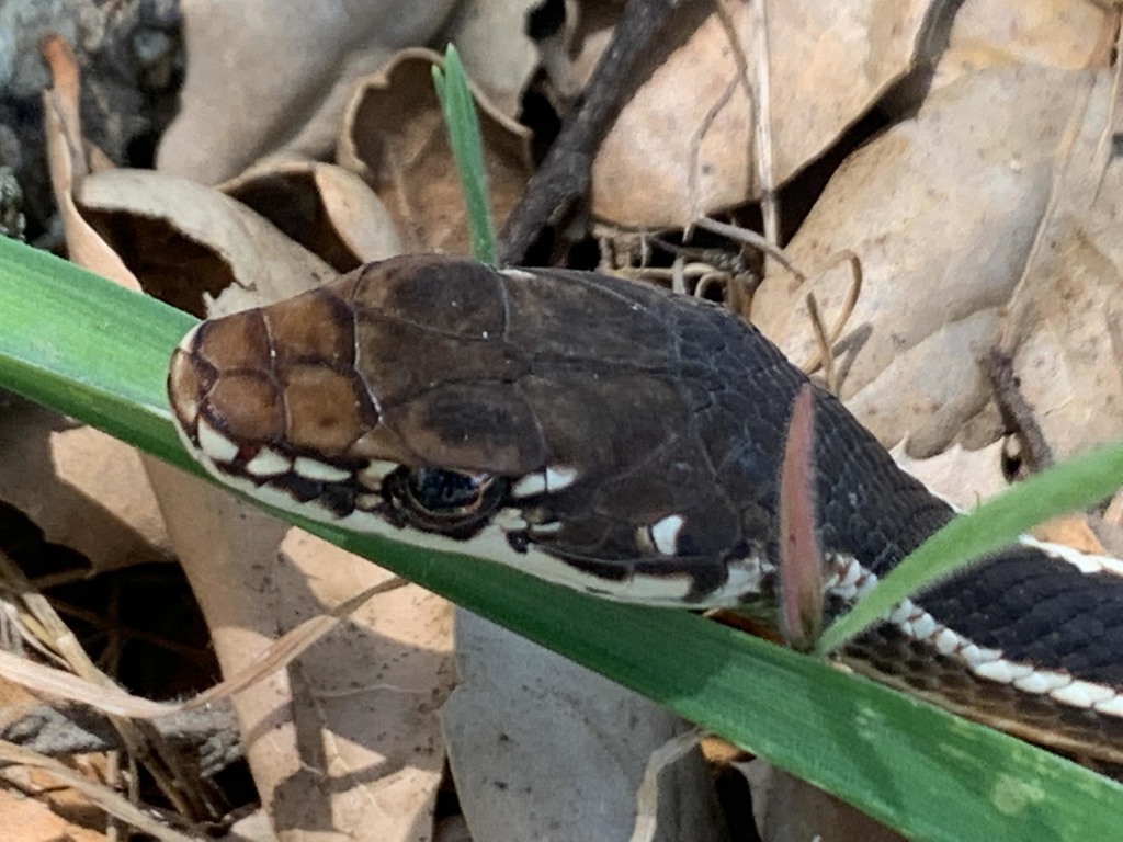 California Striped Racer from Santa Barbara County, CA, USA on April 8 ...