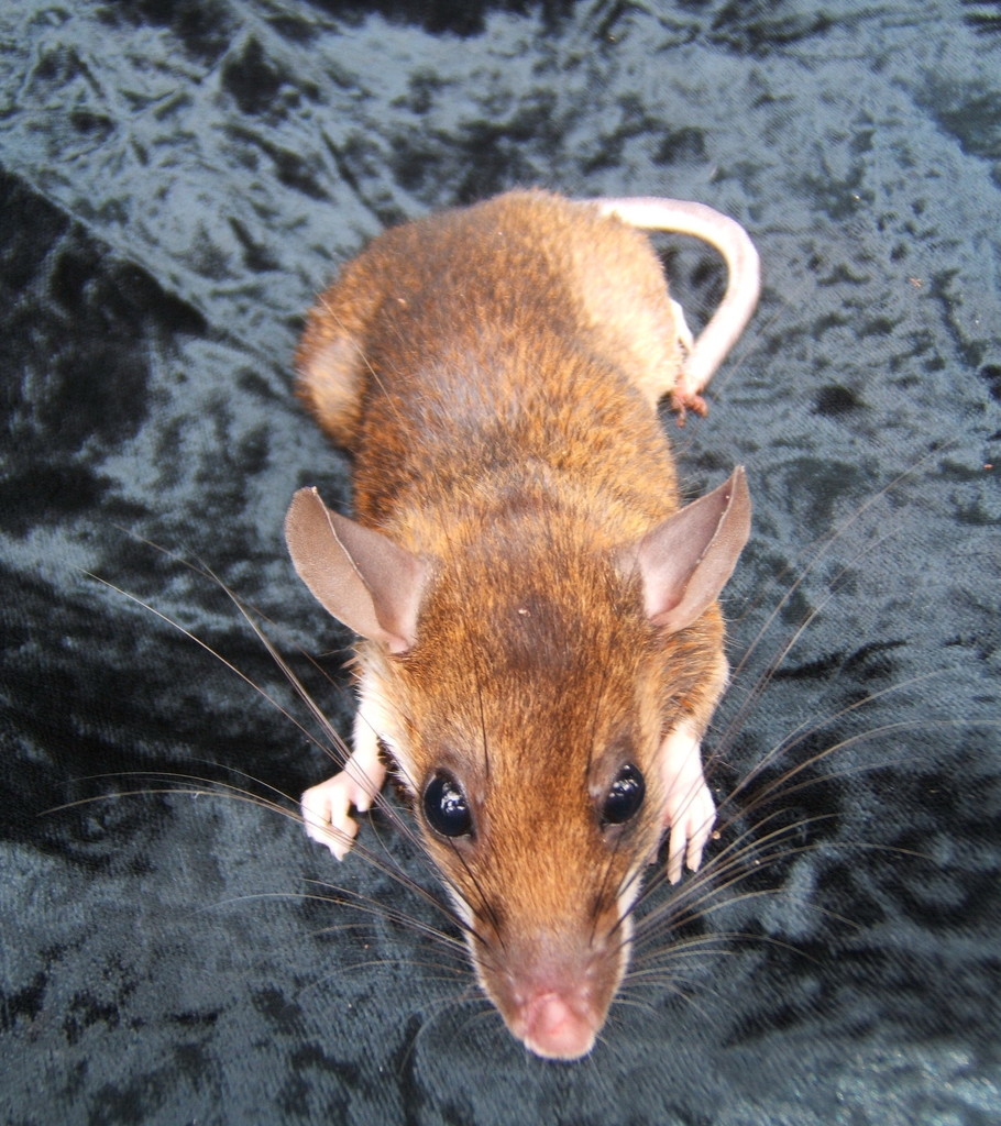 Red Spiny Rat (Zodiac animals(十二生肖)of thailand) · iNaturalist