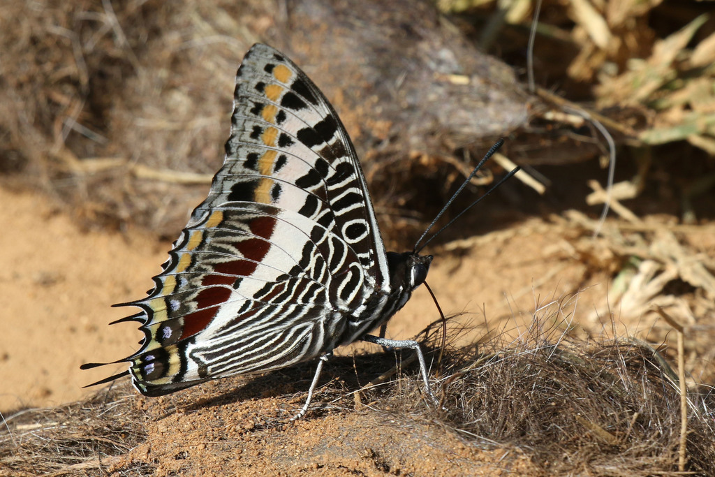 Giant Charaxes (List of Butterflies and Moths Available or Previously ...