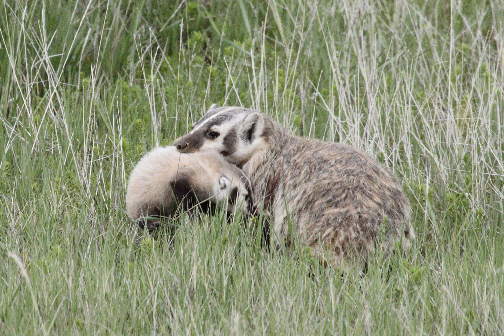 American Badger from eastern Montana on June 1, 2010 by L Pittman ...