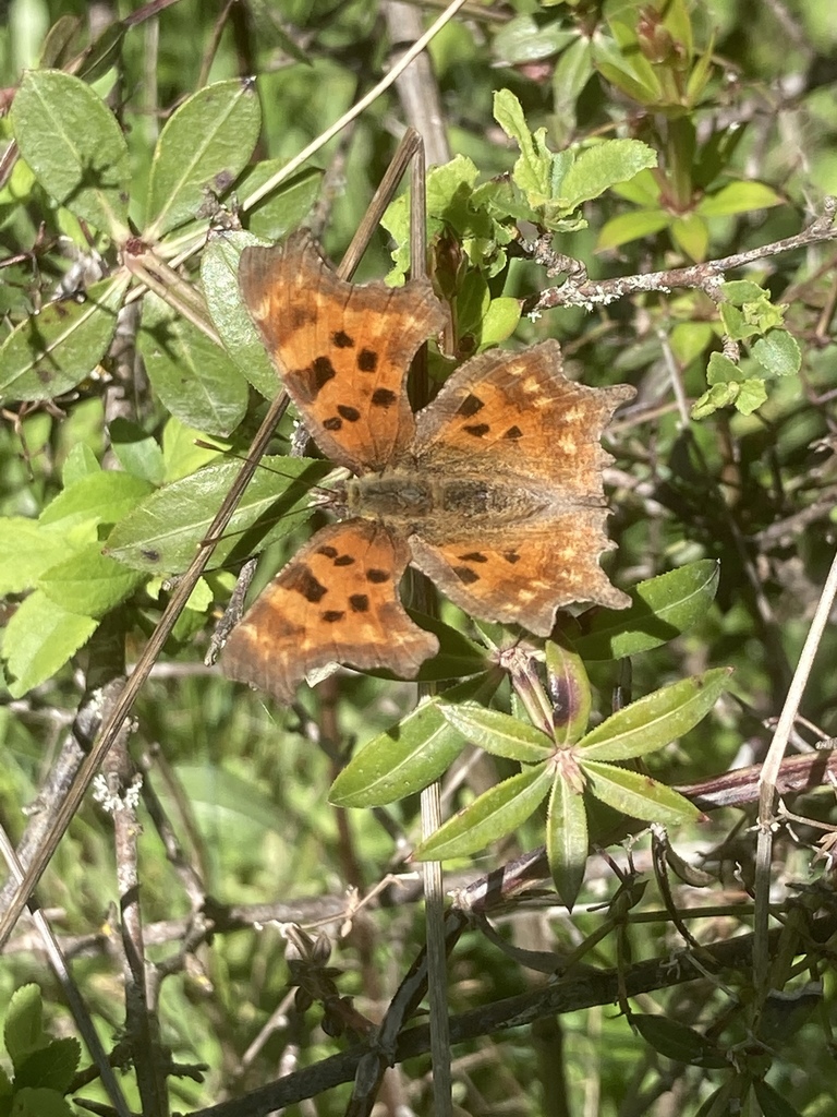 European Comma from Korfoe, Parelia, Corfu, GR on April 11, 2022 at 12: ...
