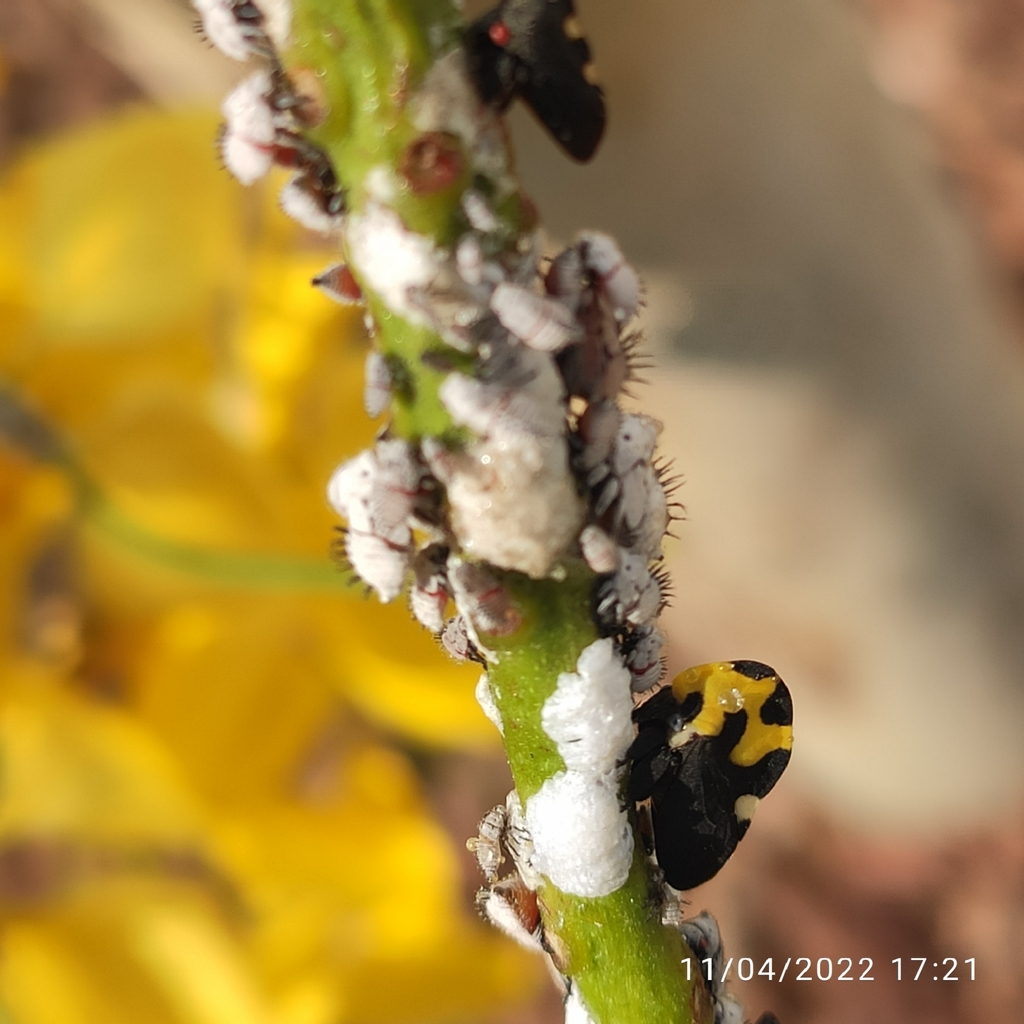 Mexican Treehopper from Lomas de la Selva, Cuernavaca, Mor., México on ...