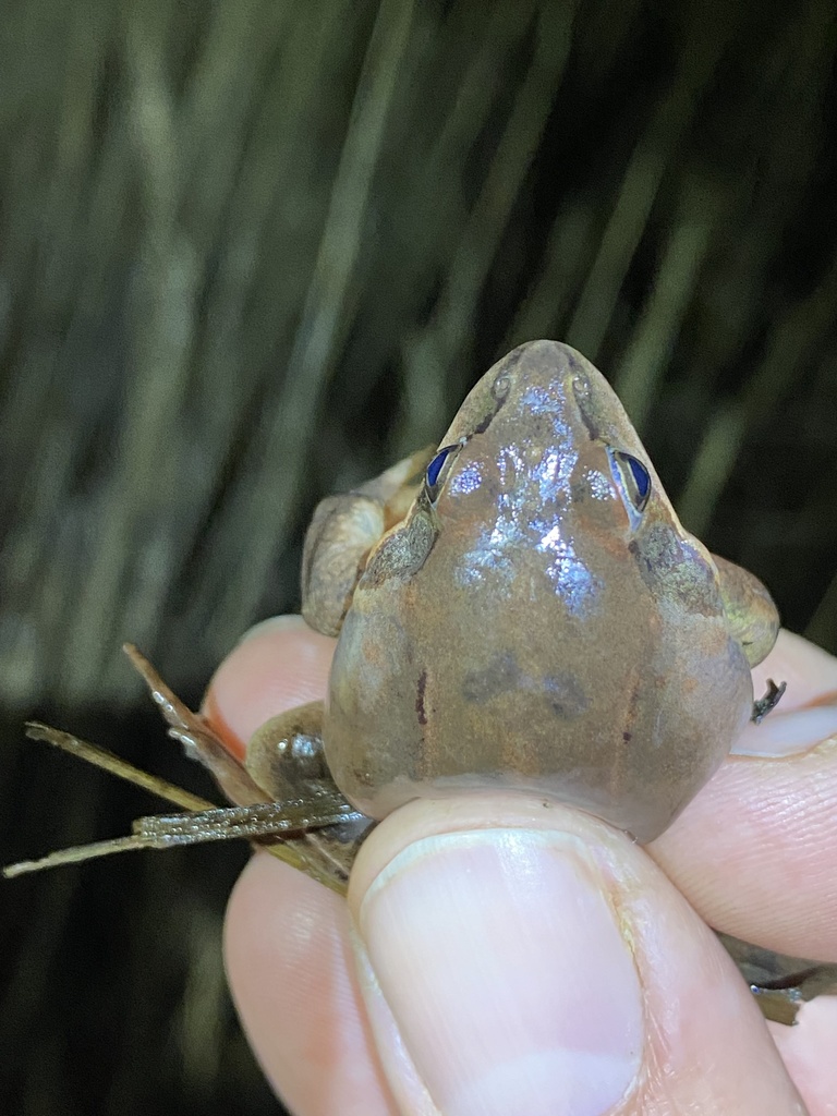 Moor Frog from Lolland, Rødby, Sjælland, DK on April 10, 2022 at 10:02 ...