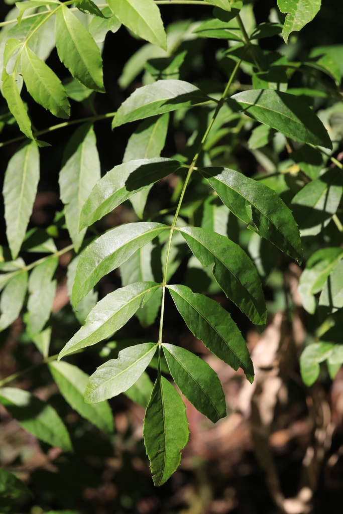 dicots from Valery NSW 2454, Australia on April 11, 2022 at 12:48 PM by ...