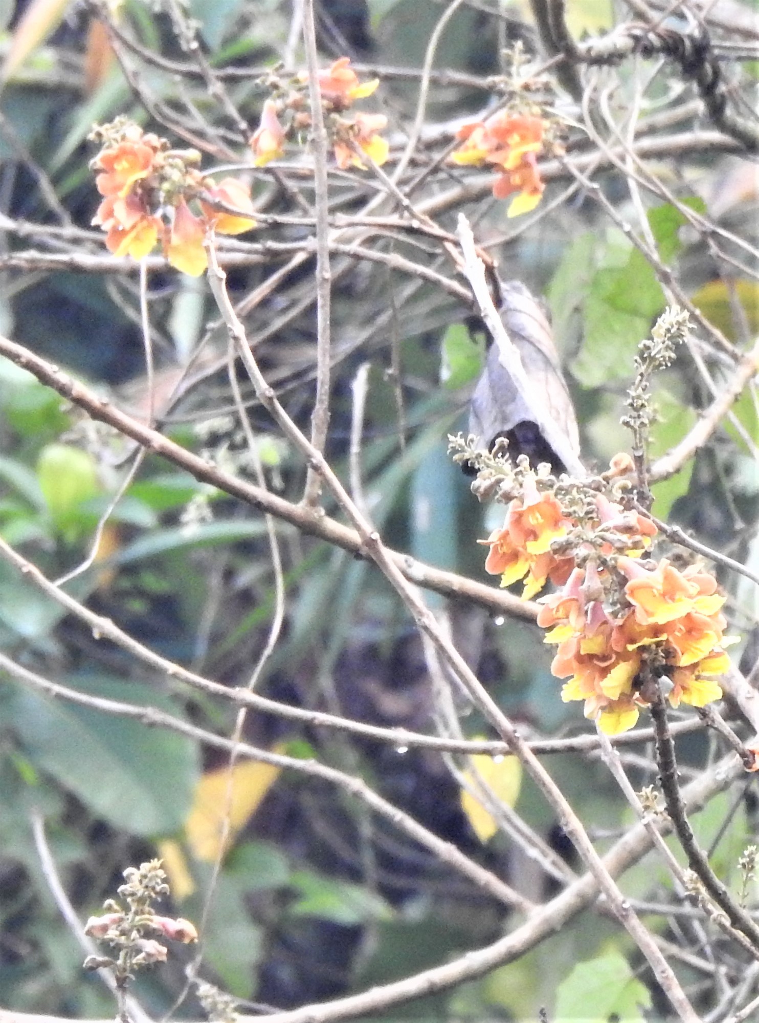 Gmelina arborea Roxb. ex Sm.