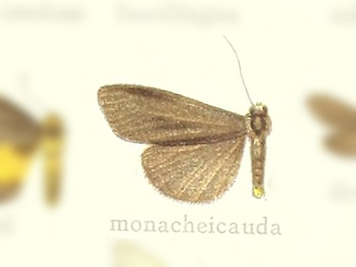 Grucia monacheicauda · iNaturalist