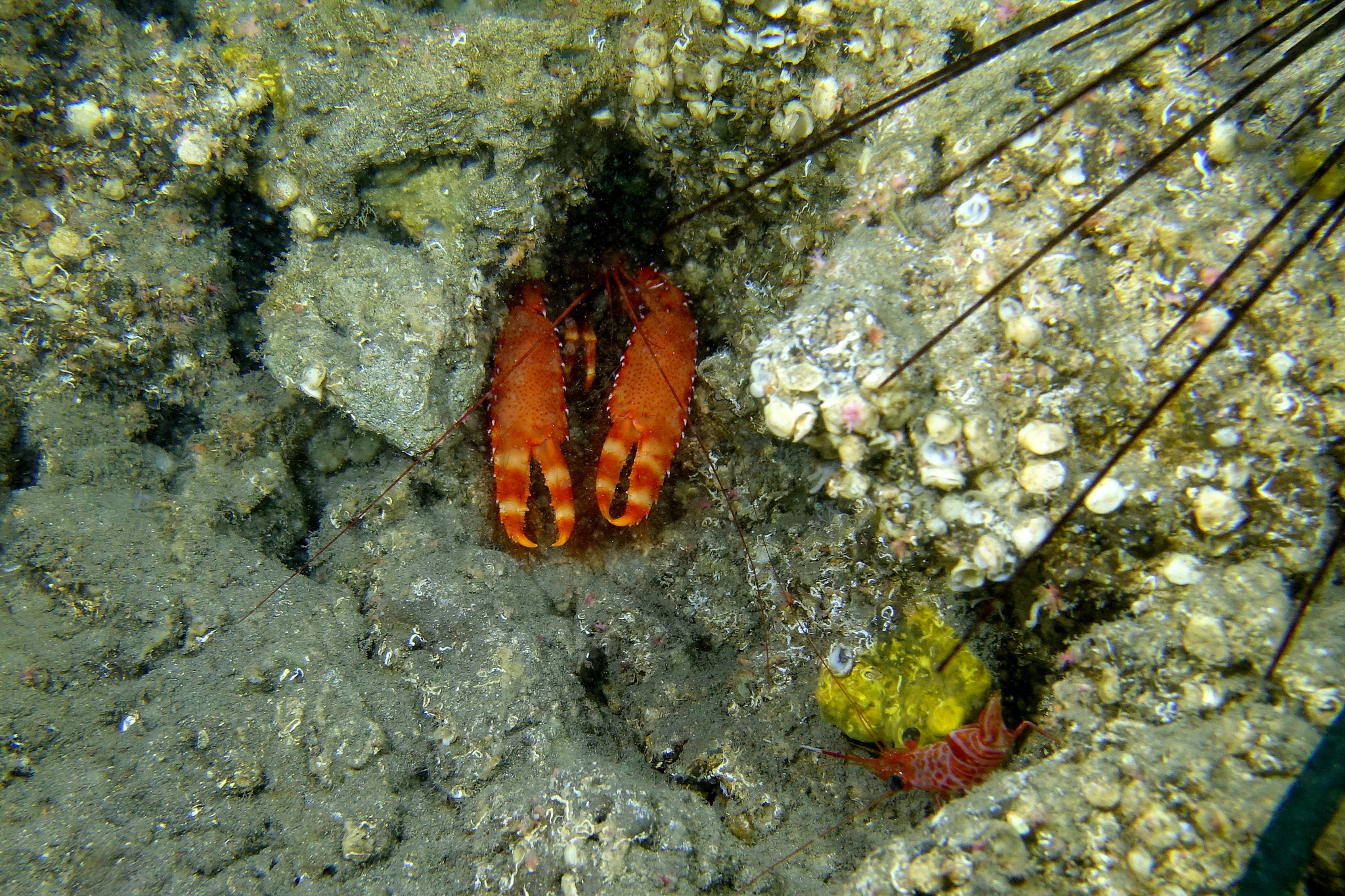 Enoplometopus antillensis Lütken, 1865