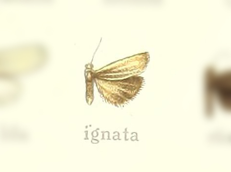 Progona ignata · iNaturalist