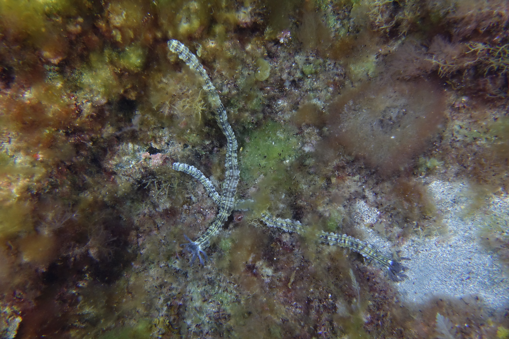 Euapta lappa (J.Müller, 1850)