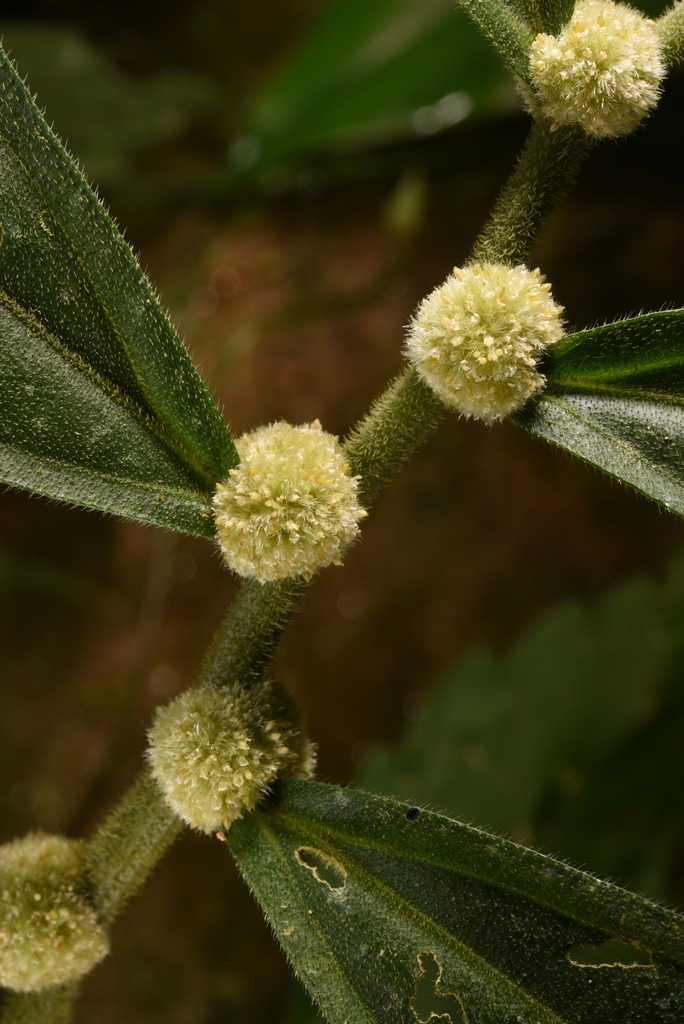 Large lineolate Elatostema (Elatostema lineolatum) - Botanical Realm