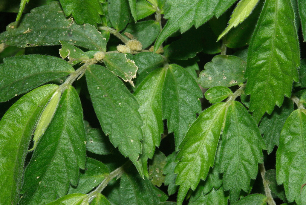 Large lineolate Elatostema (Elatostema lineolatum) - Botanical Realm