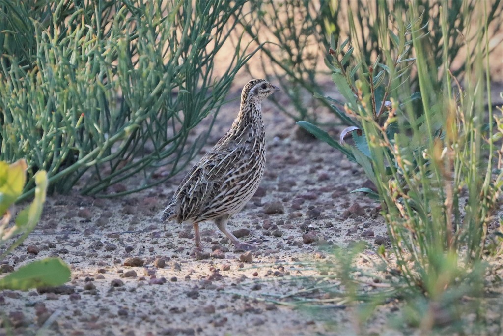 Stubble Quail from Gosse SA 5223, Australia on April 09, 2022 at 05:17 ...