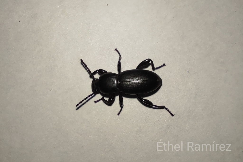 Argoporis en abril 2022 por Éthel Ramírez · iNaturalist Mexico