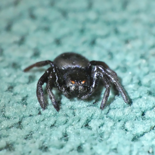 Stiphropus affinis · iNaturalist