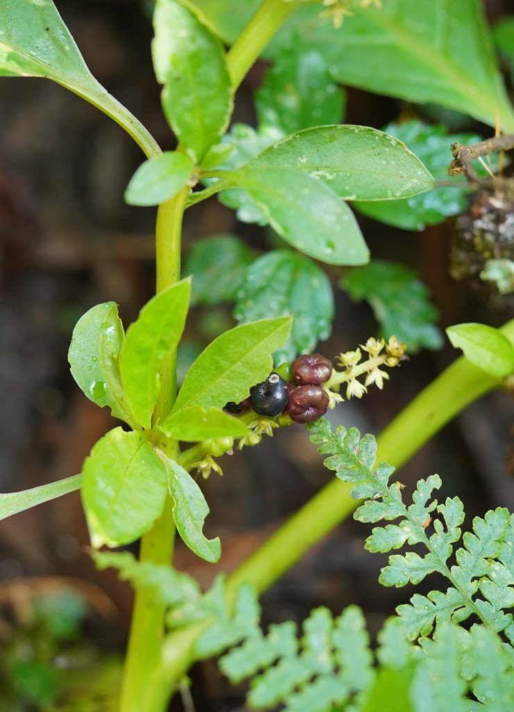 Inkweed from Sherbrooke Forest, Melbourne VIC AU on April 09, 2022 at ...