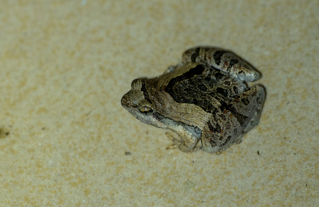 Beautiful Pygmy Frog from Choam Ksant, Cambodia on March 17, 2022 at 09 ...