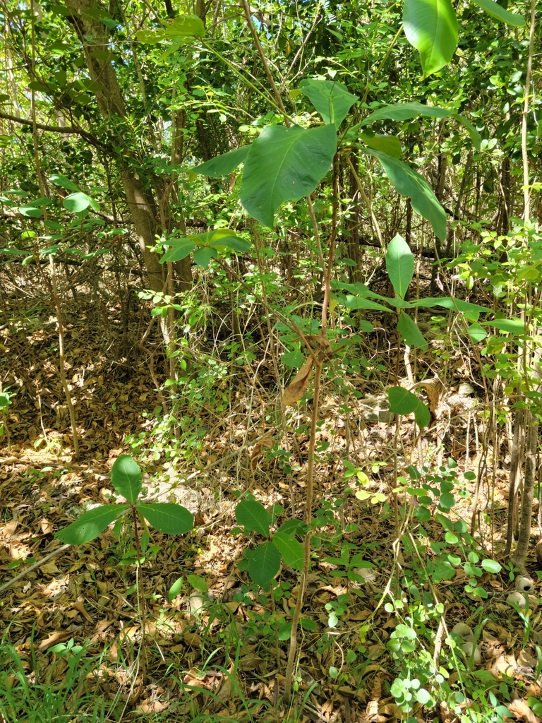 ferns from Maleza Alta, Aguadilla, Puerto Rico, Aguadilla, Puerto Rico ...