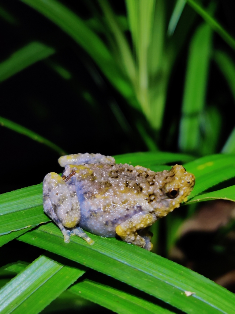 Bornean Tree Hole Frog from Kinabatangan, Sabah, Malaysia on April 11 ...