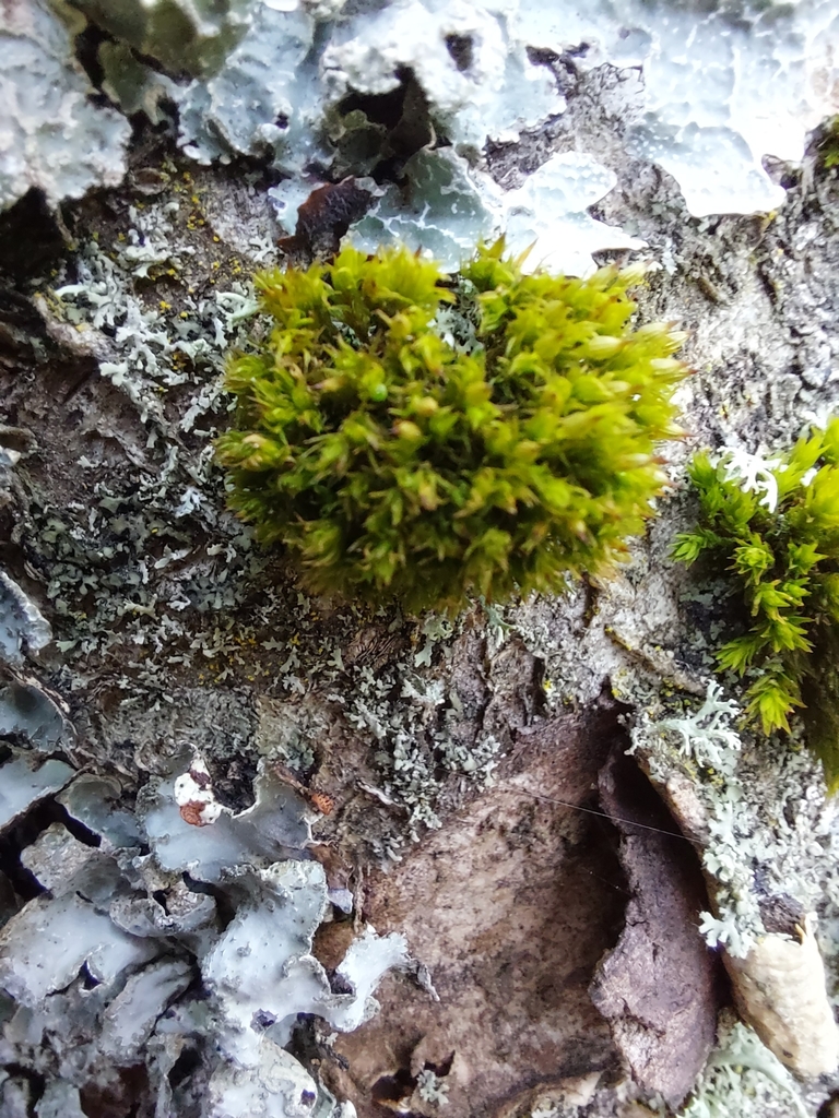 Straw Bristle-moss from Aberfeldy PH15 2EL, UK on April 12, 2022 at 11: ...