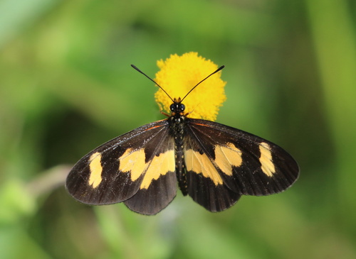 Yellow-banded Acraea (Acraea cabira) · iNaturalist