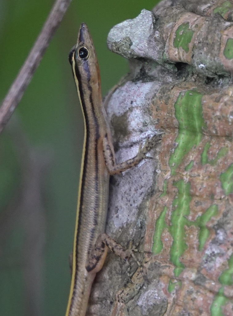 Yellow-striped Slender Tree Skink from Goa NE10.3, Camarines Sur ...