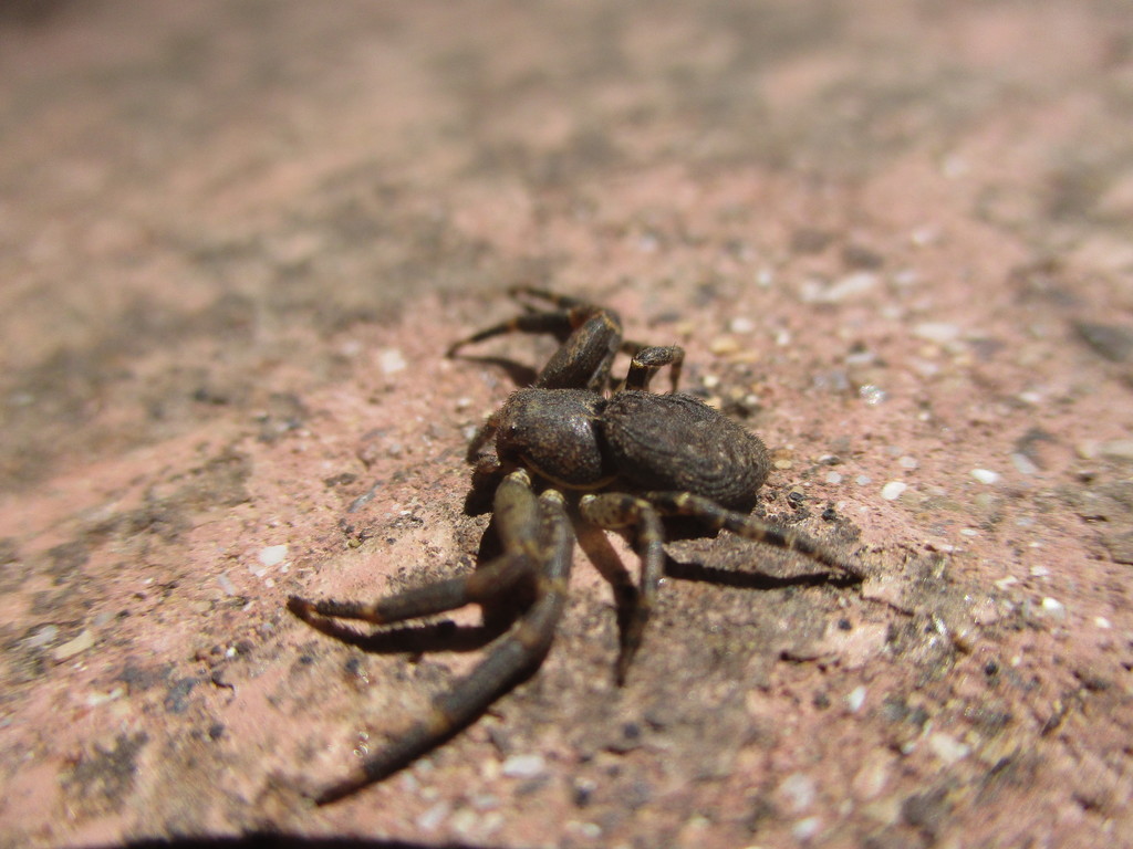 Bassaniodes squalidus (Madeira Spinnen) · iNaturalist