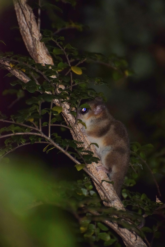 Microbiotheres (Microbiotheria) - Know Your Mammals