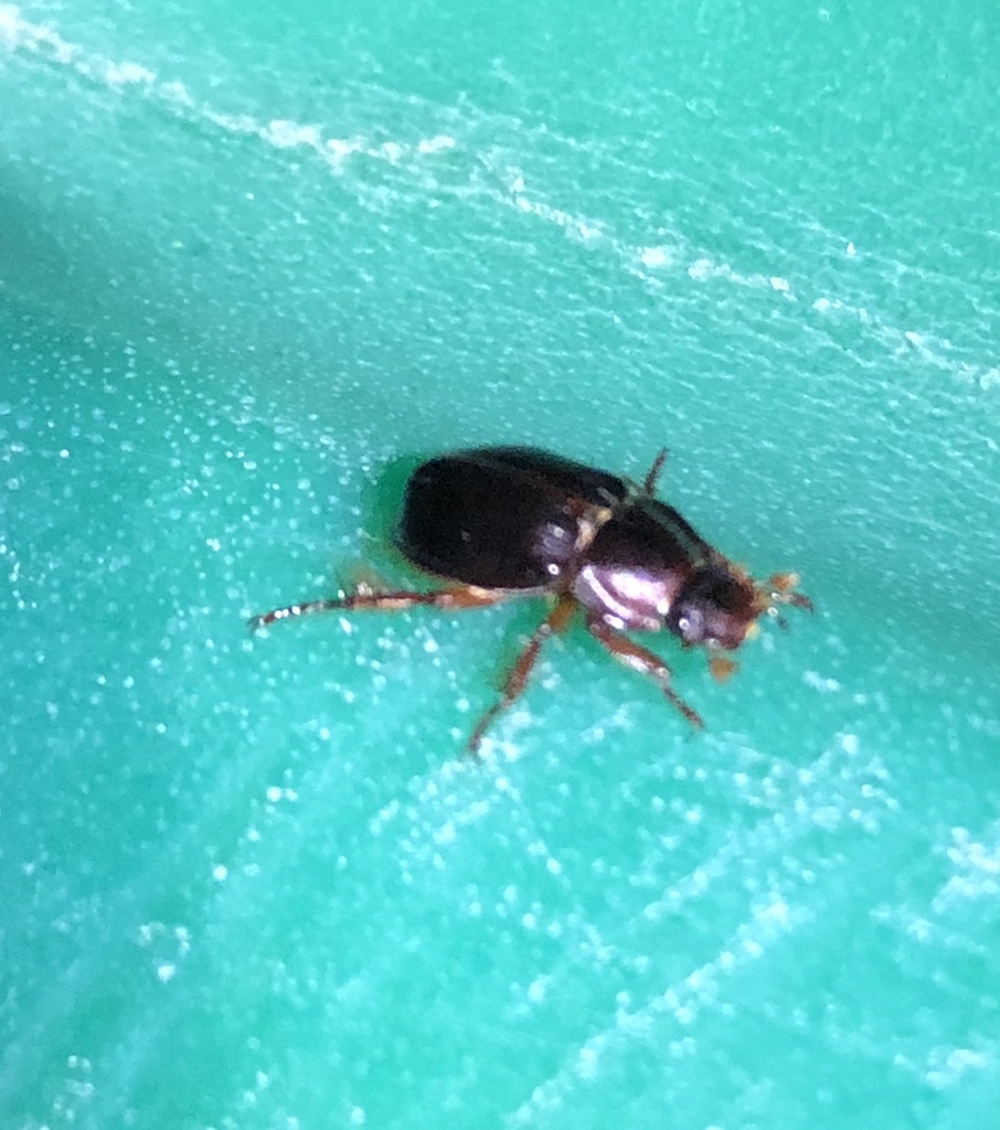 Scavenger and Pill Scarab Beetles from Pui O area on July 26, 2017 by ...