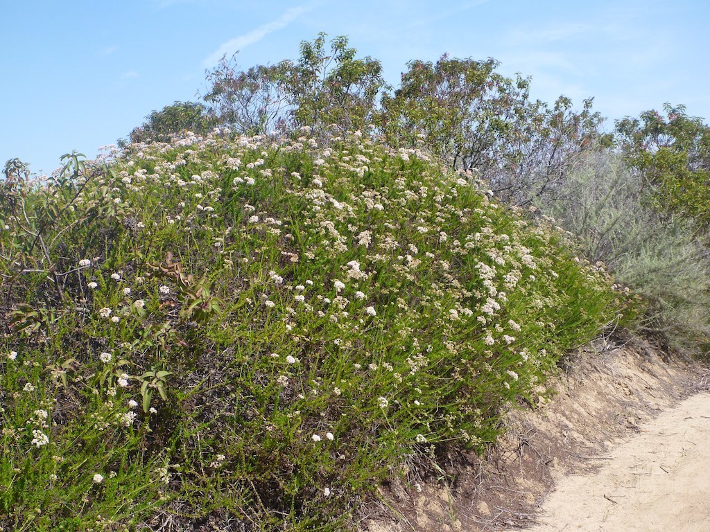 California Buckwheat (Plants of Rosewood Nature Study Area) · iNaturalist