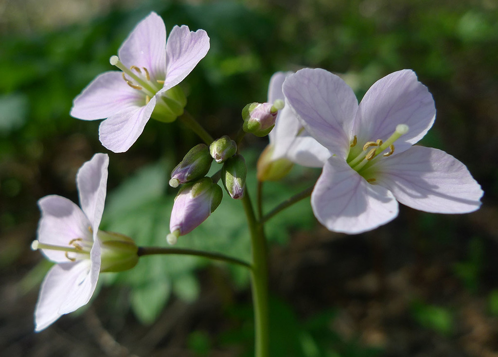 Cardamine nuttallii var. nuttallii (Plants of Oregon Caves National ...