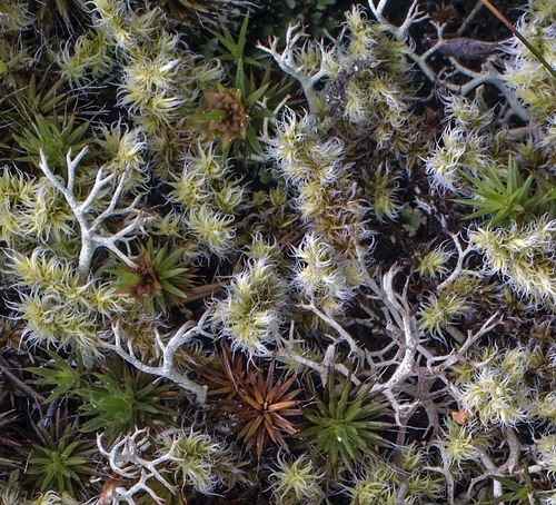 Silver Moss (Plants of Glacier National Park (Guide 1) | Les plantes du ...