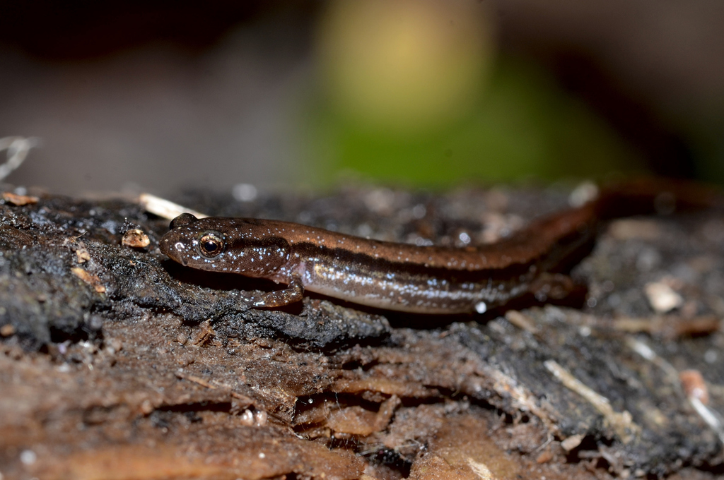 coastal plain dwarf salamander from , Georgia, United States on ...