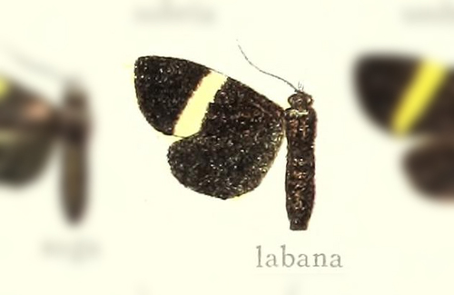 Erbessa labana · iNaturalist