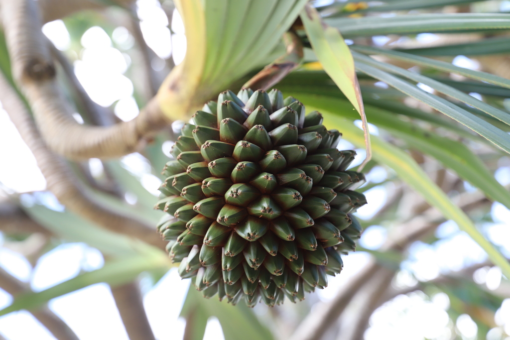 Common screwpine (Flowers of the Sabi Sand Wildtuin) · iNaturalist