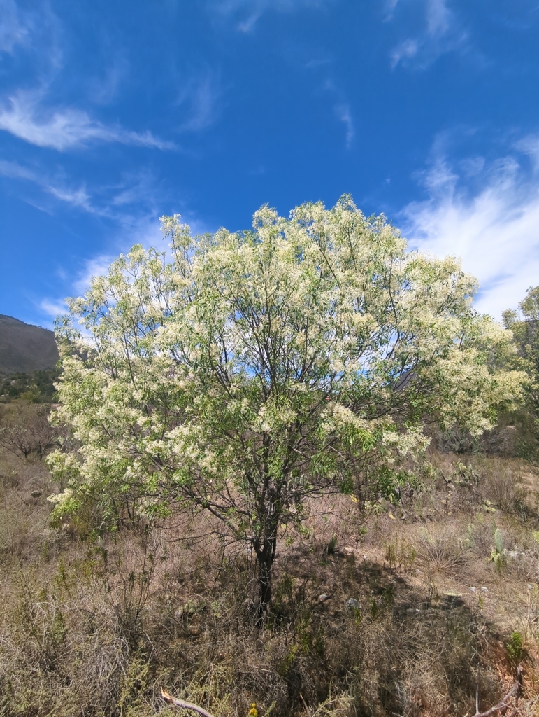 Fragrant Ash from 67856 N.L., Mexico on April 11, 2022 at 12:59 PM by ...