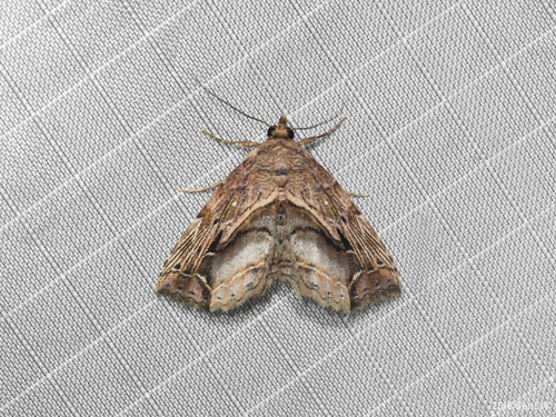 Eugnathia cithara · iNaturalist