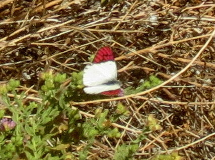 Colotis celimene pholoe from Kunene Region, Namibia on July 4, 2014 at ...