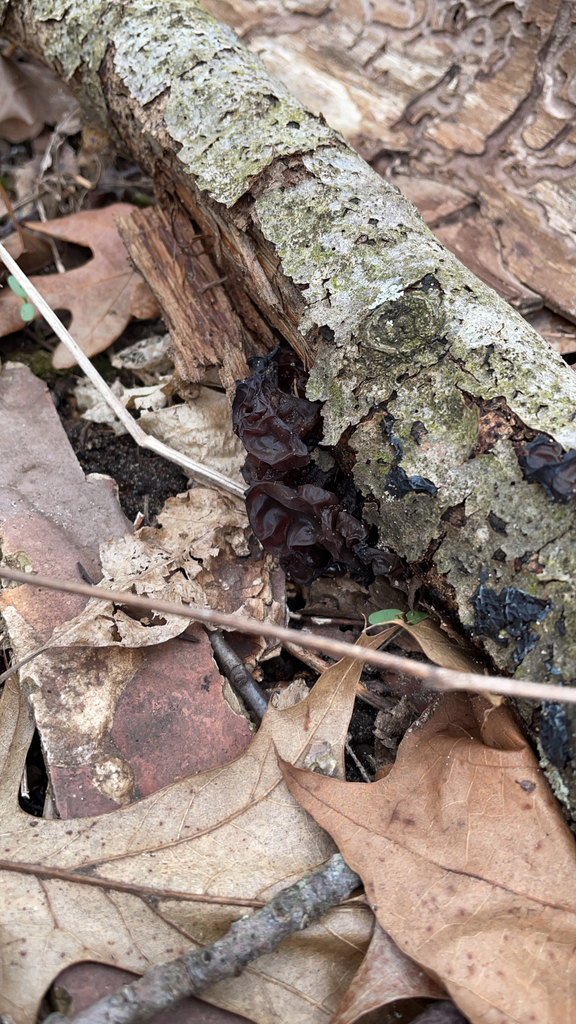 Exidia recisa from Tippecanoe County, US-IN, US on April 09, 2022 at 04 ...