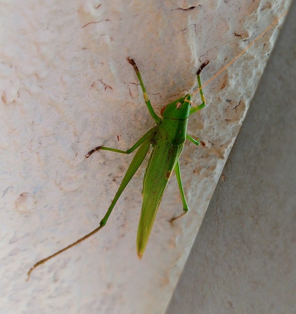 Common Coneheads from Alta Floresta - MT, 78580-000, Brasil on April 11 ...